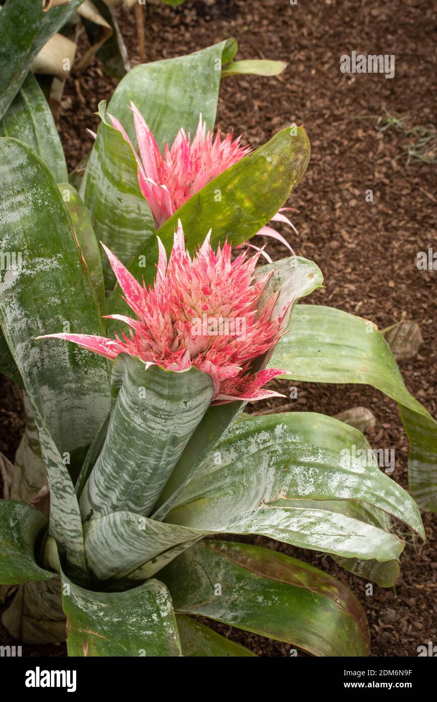 Aechmea Fasciata flower and foliage, natural flower portrait Stock ...