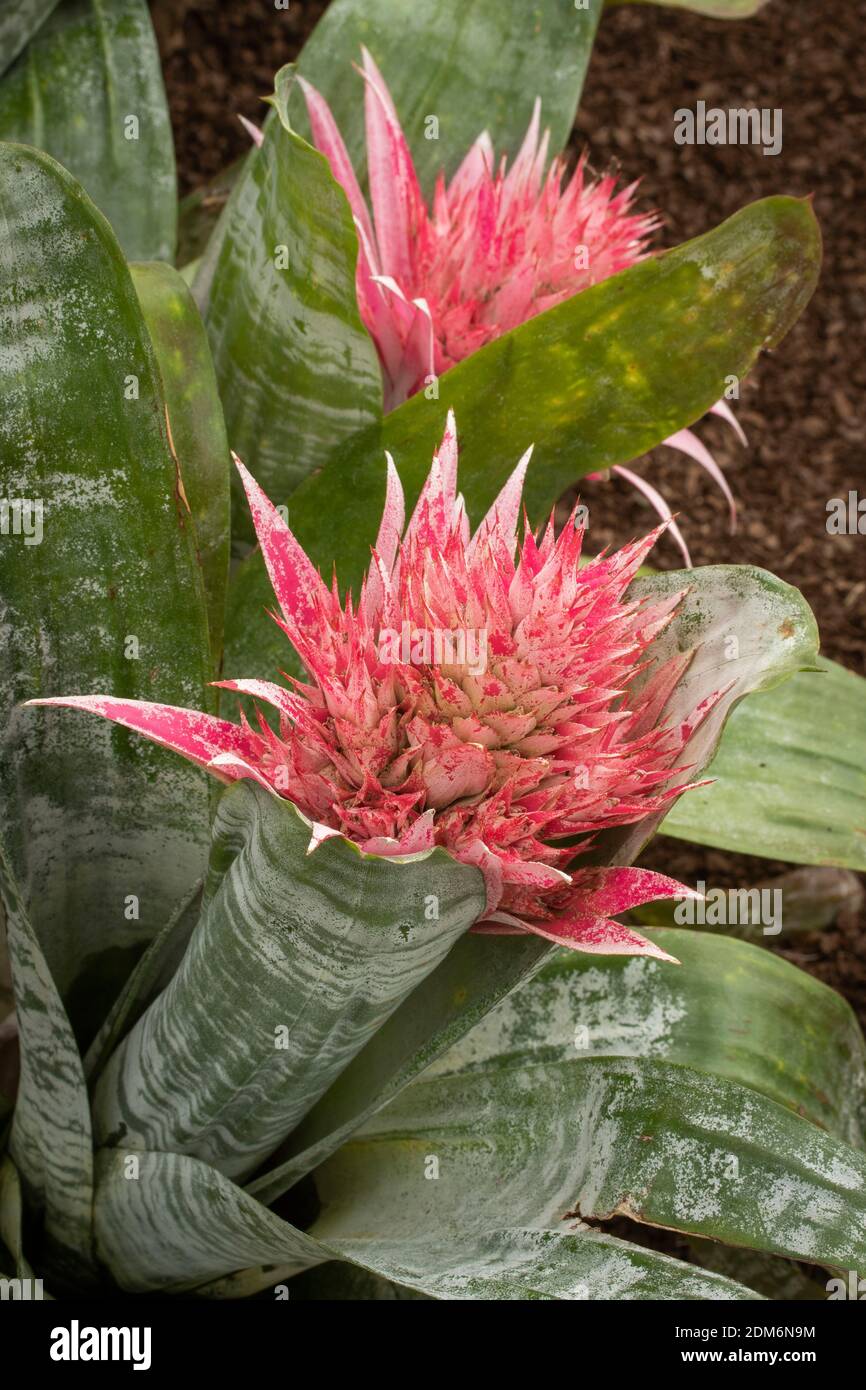 Aechmea Fasciata flower and foliage, natural flower portrait Stock ...