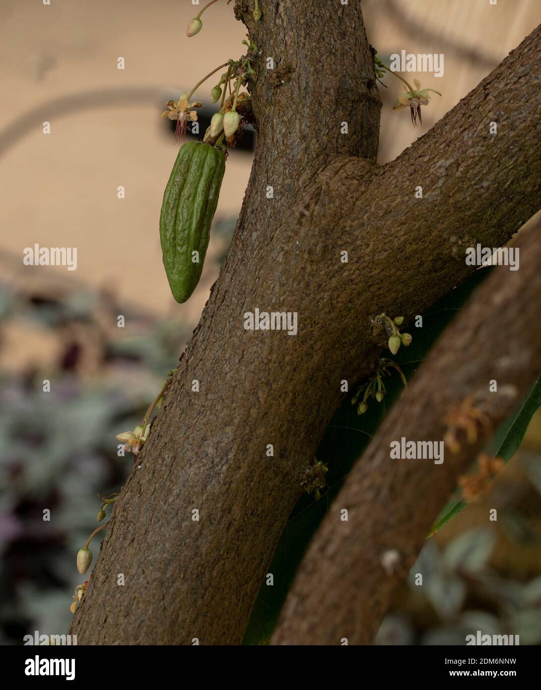 Stem of Cocoa tree with tiny pod growing off to one side Stock Photo ...