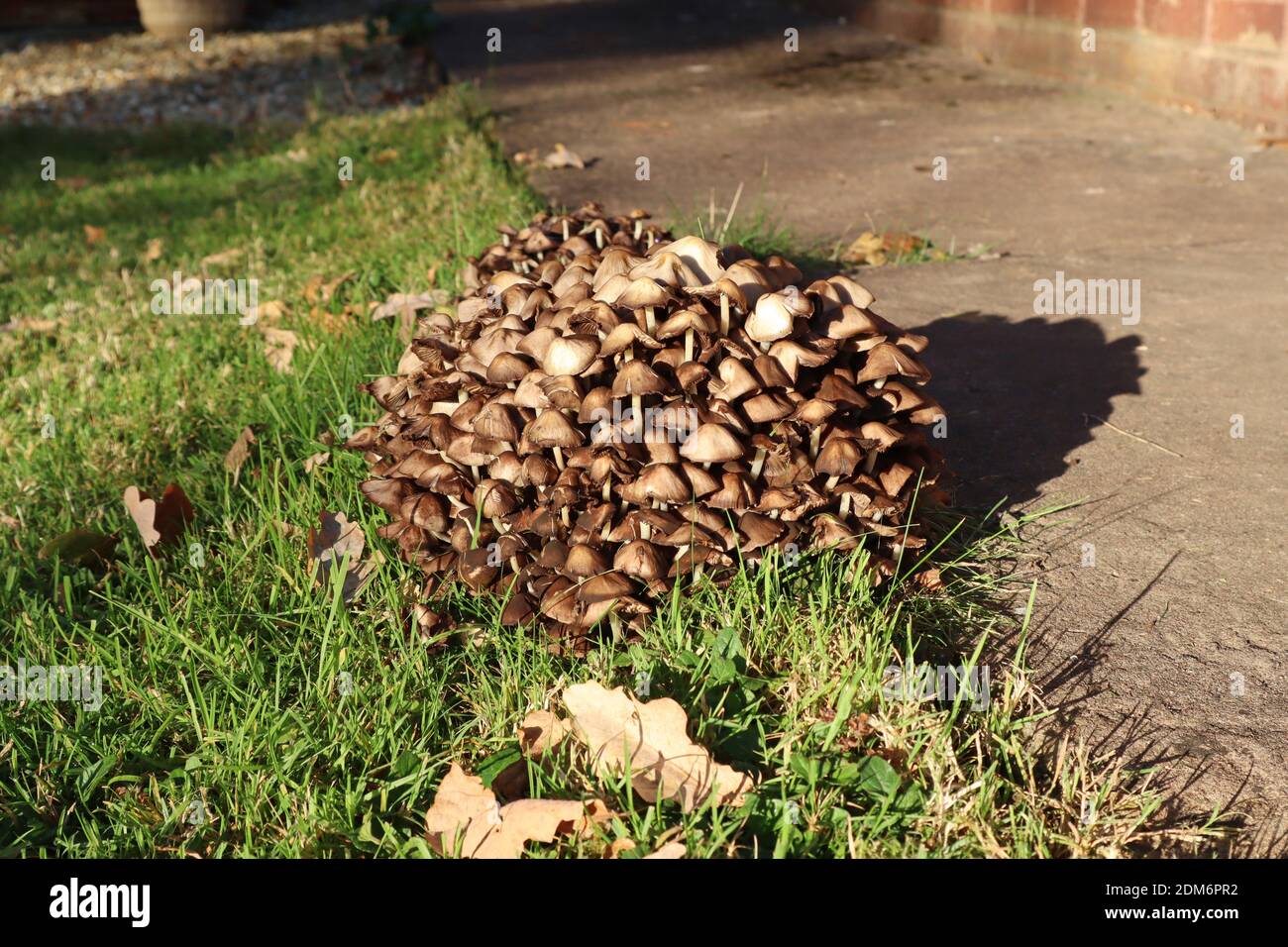 A clump of brown toadstools growing in a garden in autumn Stock Photo ...