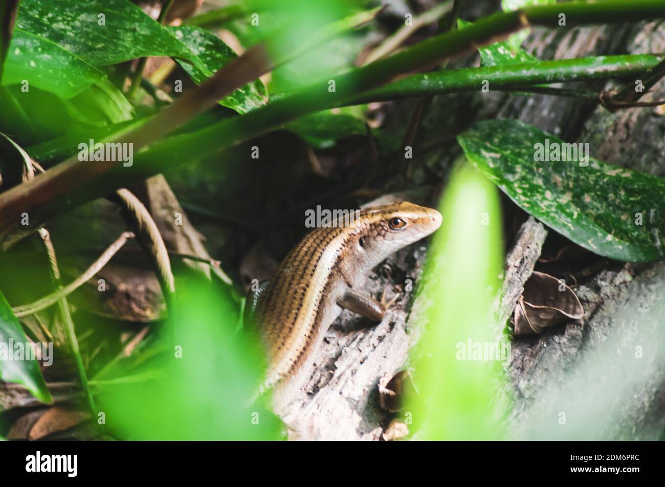 Papua monitor hi-res stock photography and images - Alamy