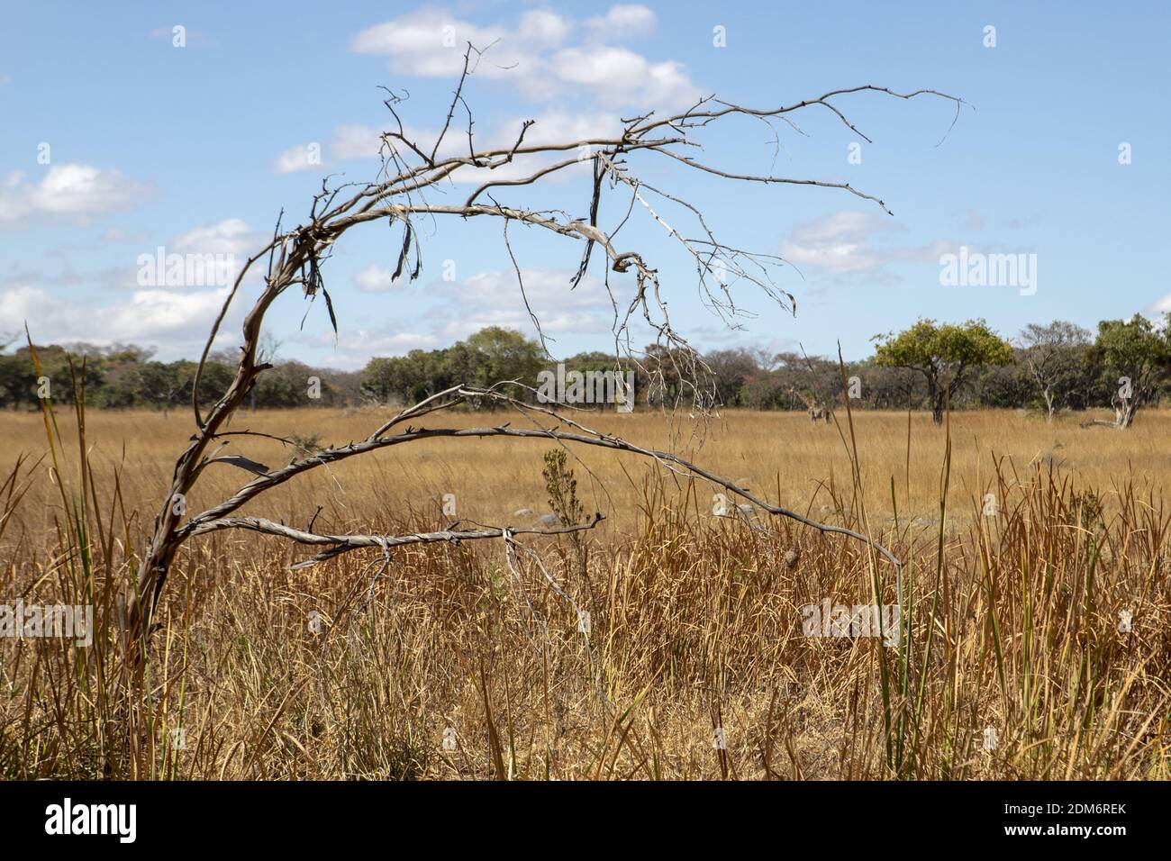 A view of a grassland with a dried dead tree Stock Photo - Alamy