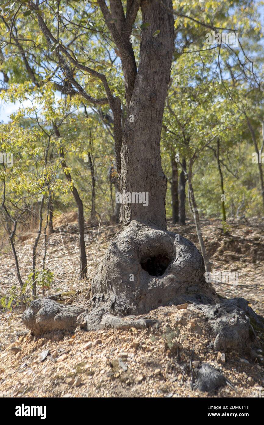 A vertical shot of a tree in a forest with a hole on its trunk Stock ...