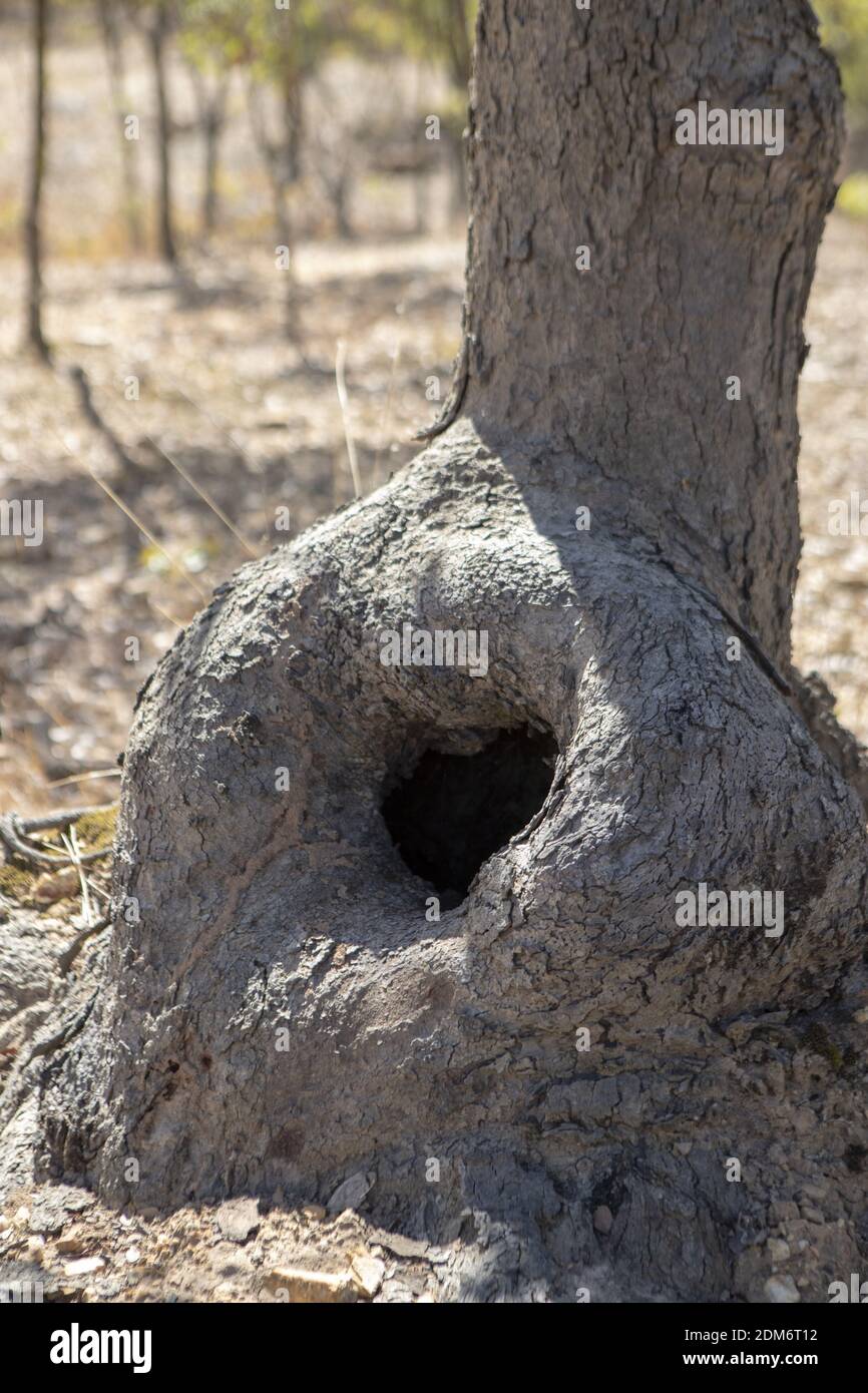 Tree trunk bulge hi-res stock photography and images - Alamy