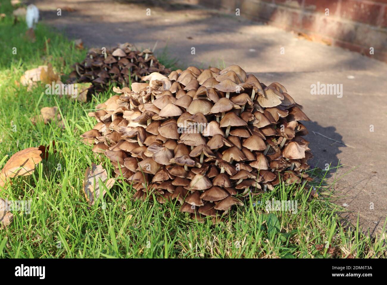 A clump of brown toadstools growing in a garden in autumn Stock Photo ...