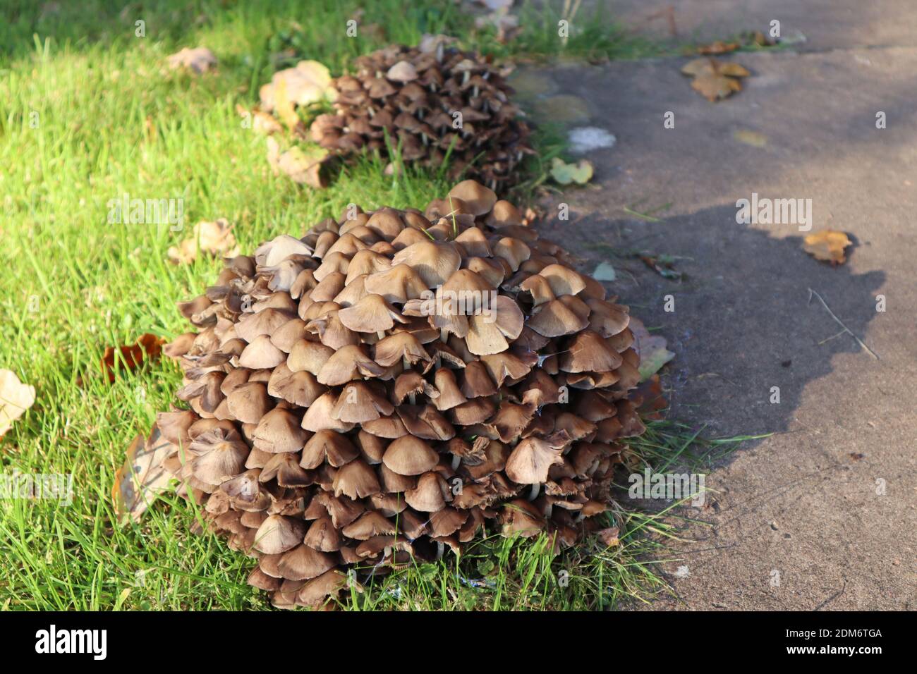 A clump of brown toadstools growing in a garden in autumn Stock Photo ...