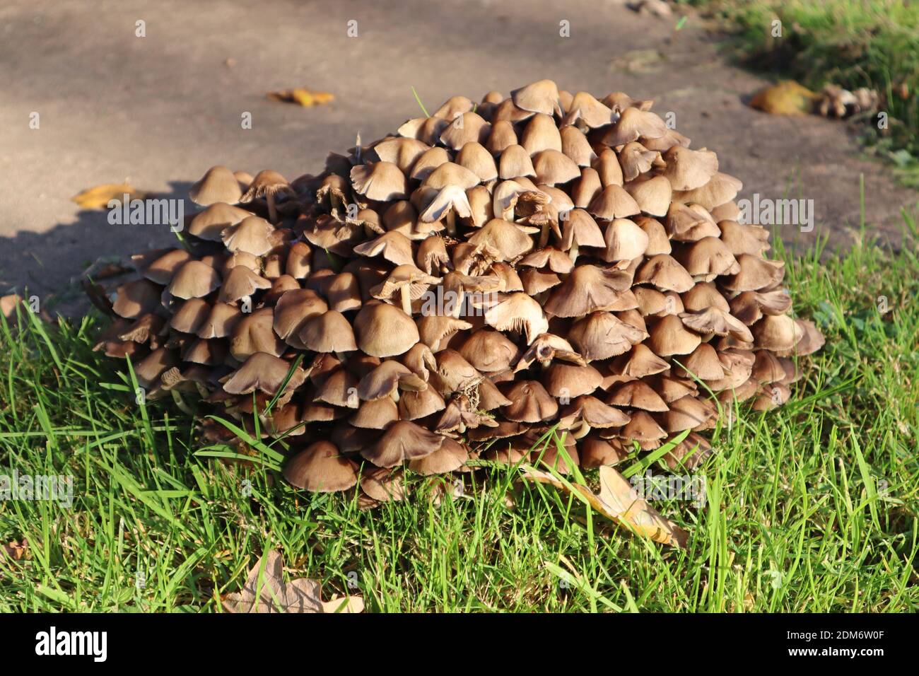 A clump of brown toadstools growing in a garden in autumn Stock Photo ...