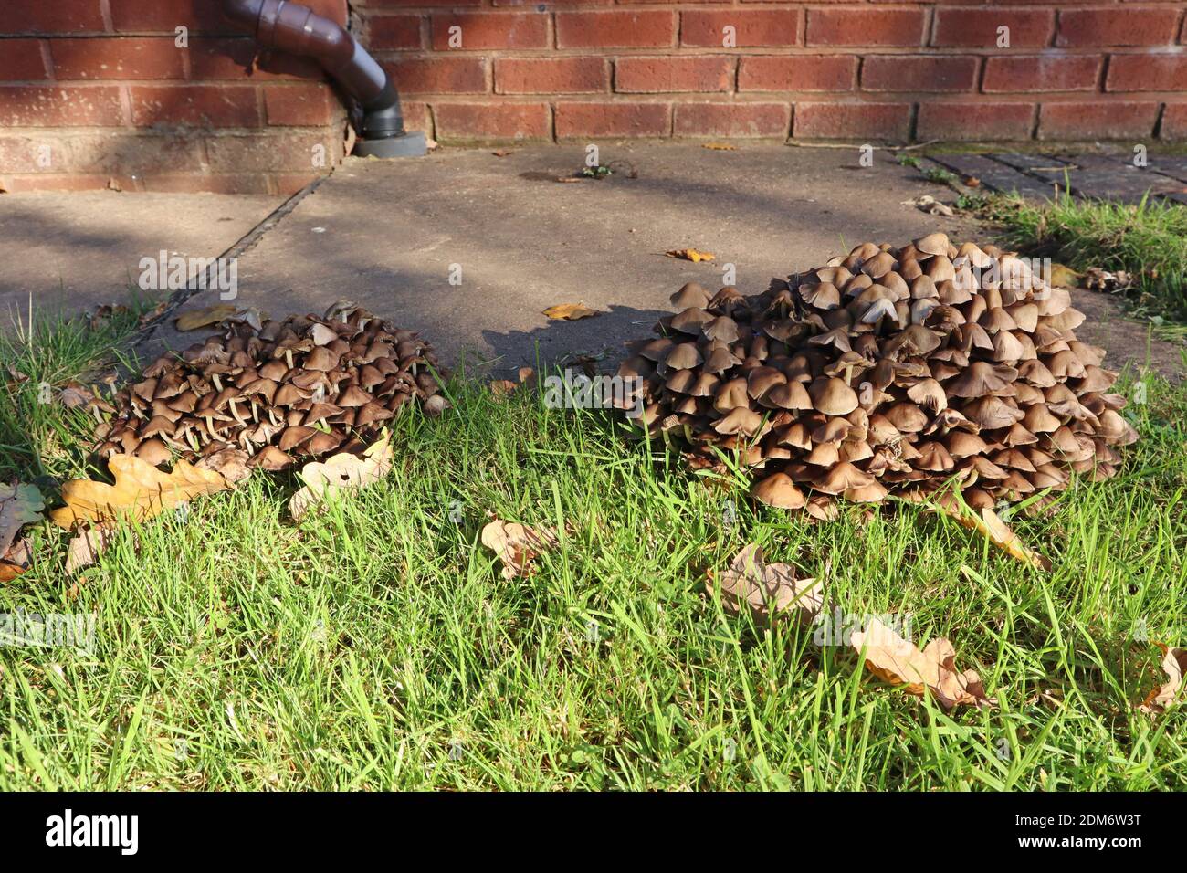A clump of brown toadstools growing in a garden in autumn Stock Photo ...