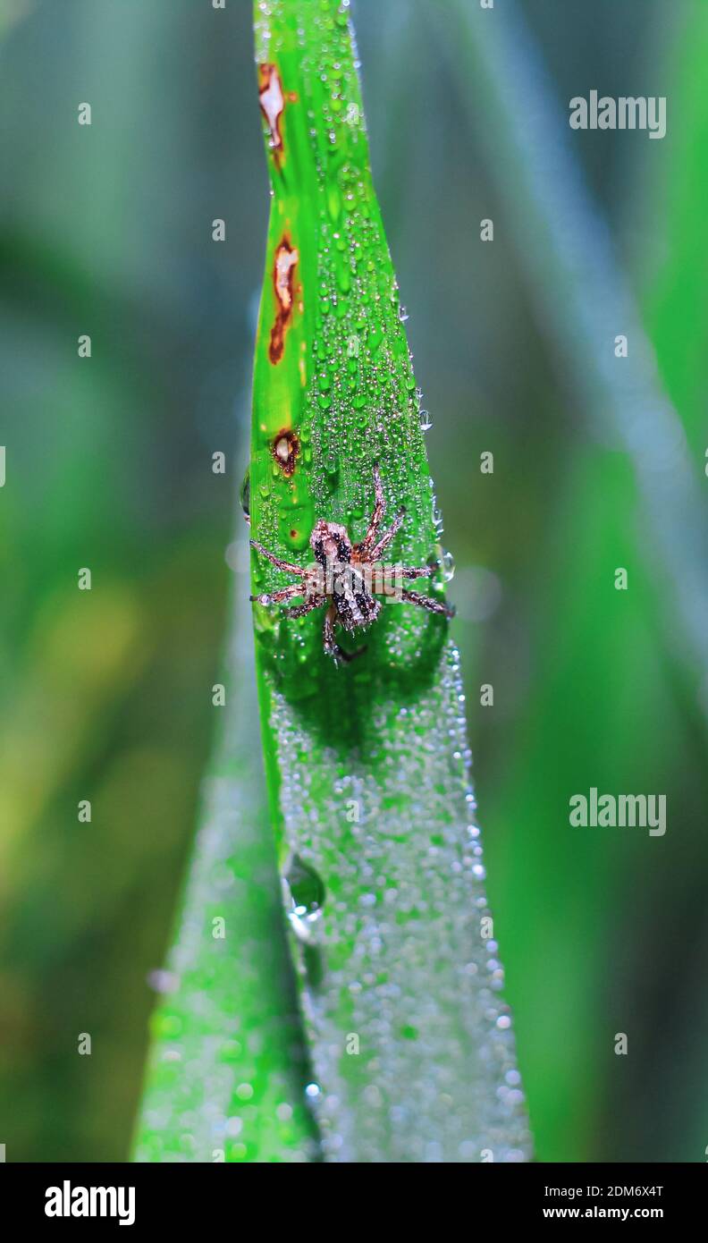 Spider sitting on the leaf with green background. Spider closeup with ...