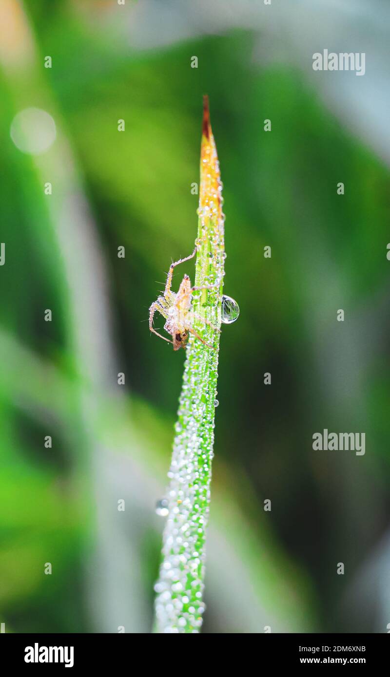 Spider sitting on the leaf with green background. Spider closeup with ...