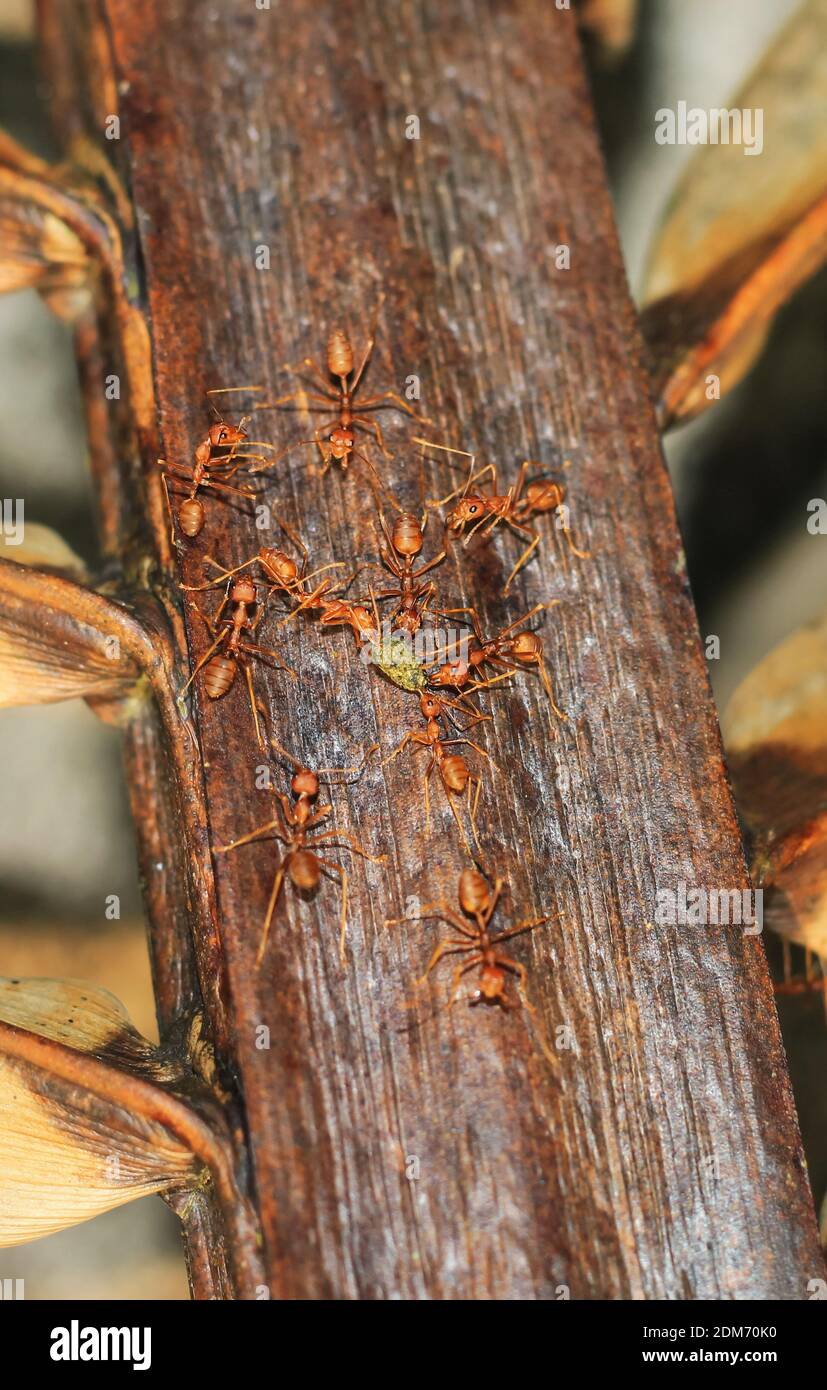 Red ants (fire ant, Solenopsis geminate) helping each other carry a ...