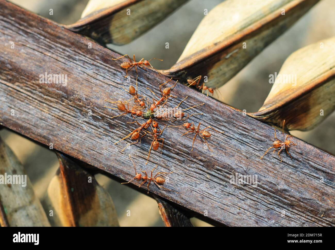 Red ants (fire ant, Solenopsis geminate) helping each other carry a ...