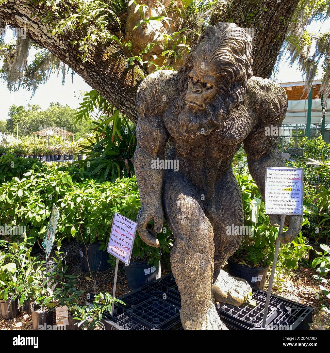 Bigfoot florida hi-res stock photography and images - Alamy