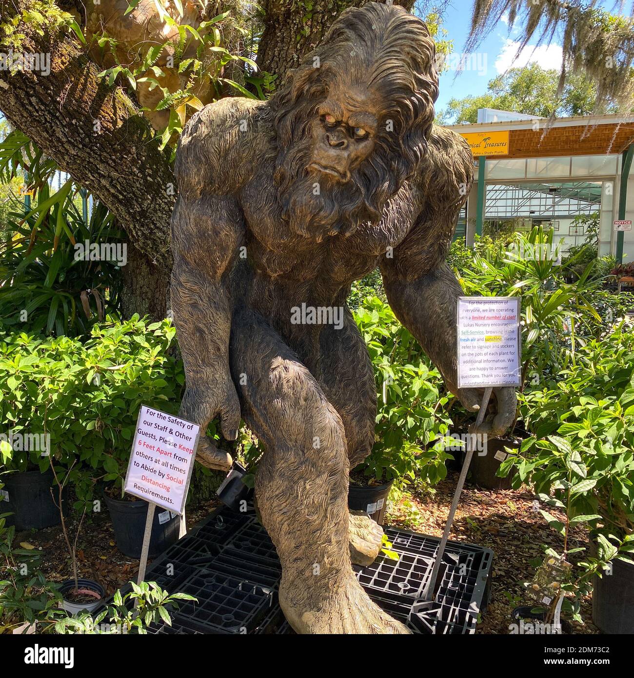 Statue Of Man Looking At Tree High Resolution Stock Photography and ...
