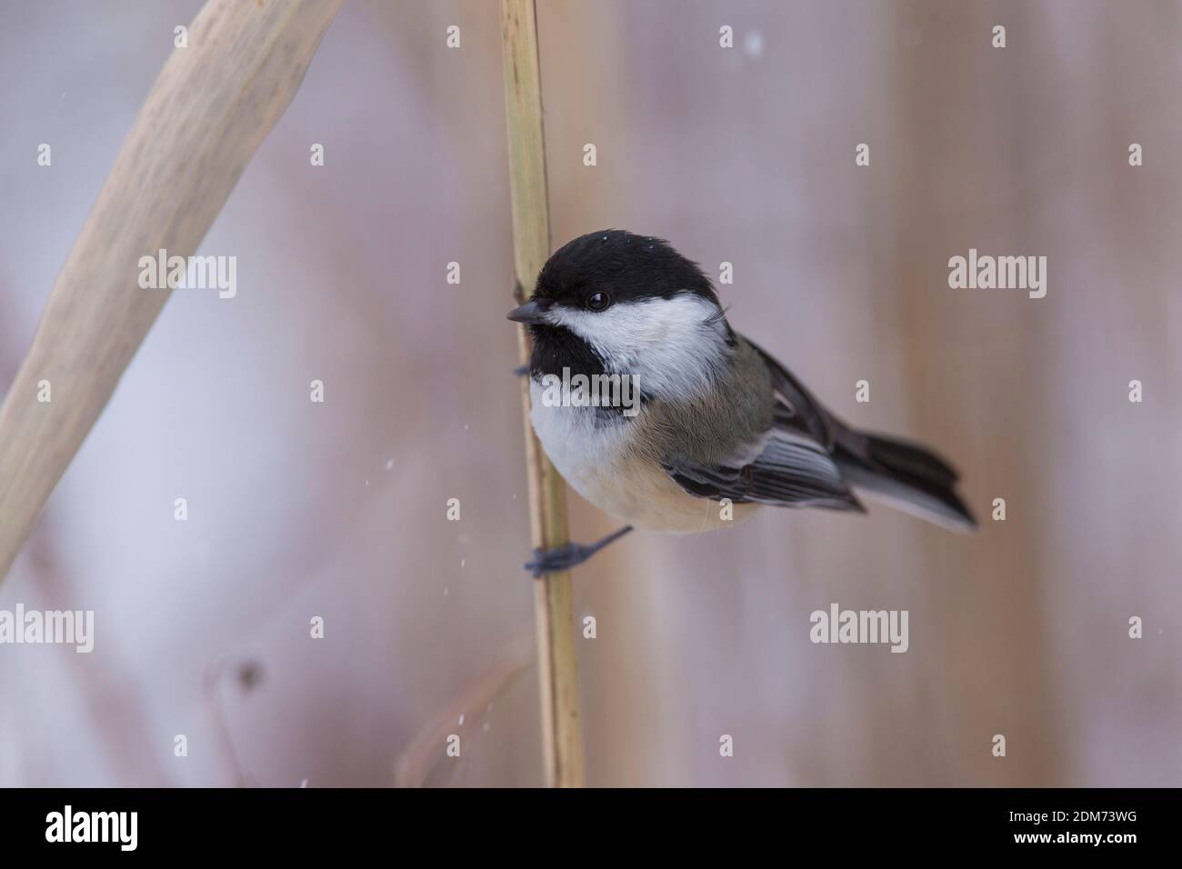 black-capped chickadee (Poecile atricapillus Stock Photo - Alamy