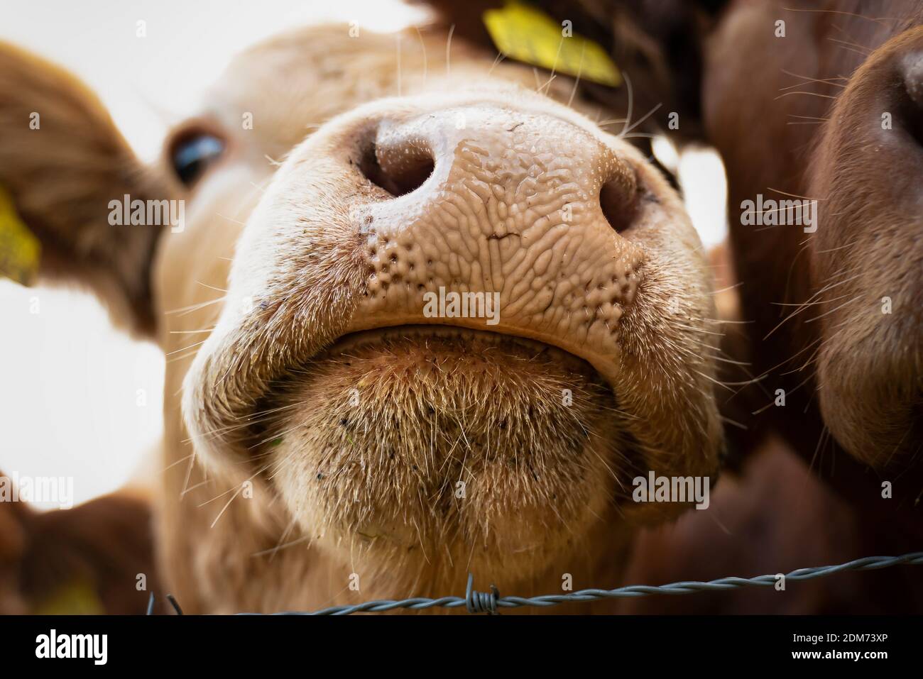 Cattle hair wire hi-res stock photography and images - Alamy