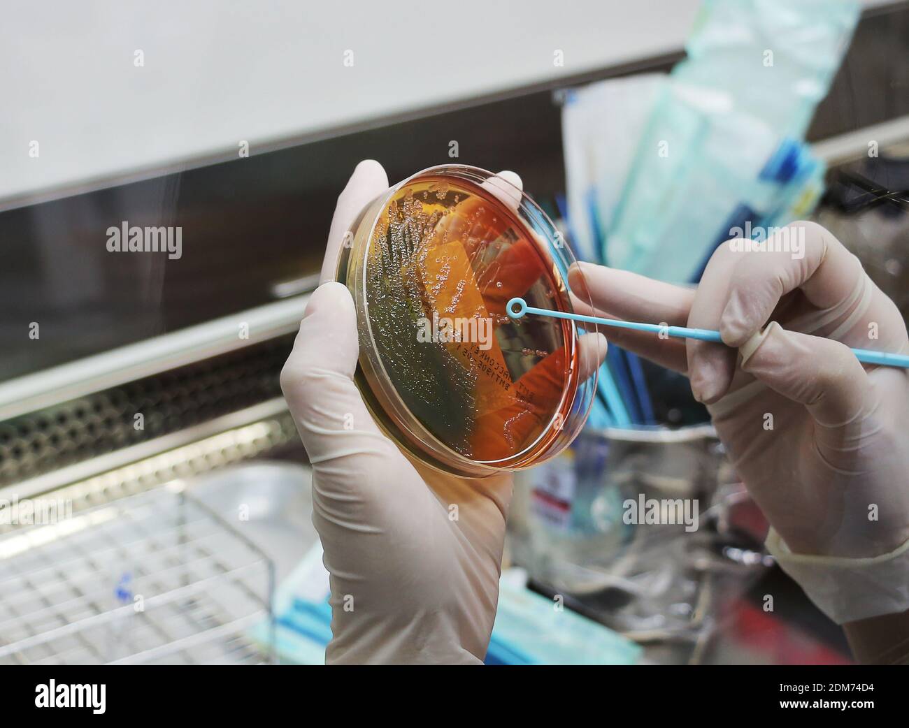 Bacterial plate hi-res stock photography and images - Alamy