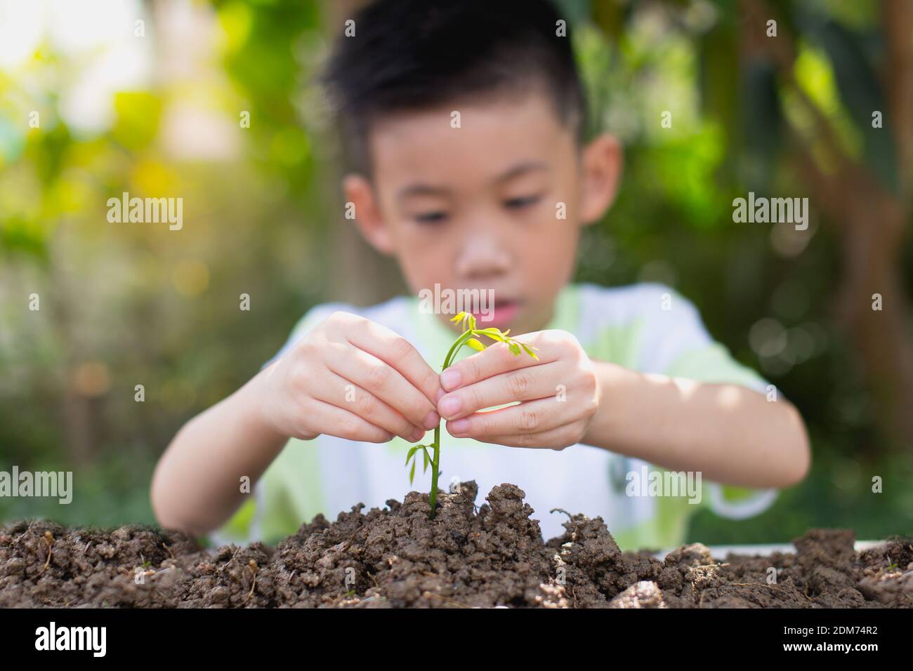 Boy holding sapling hi-res stock photography and images - Alamy