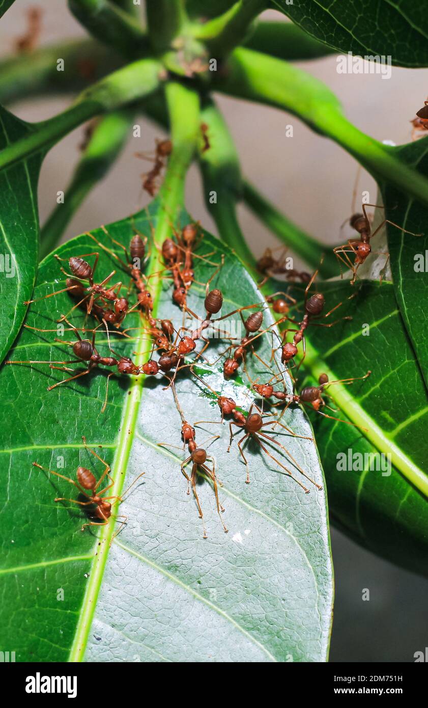 Red weaver ants teamwork, Red ants teamwork. Concept of teamwork together. Red fire ants ...