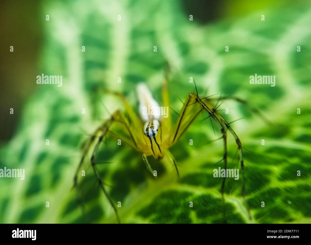 Spider sitting on the leaf with green background. Spider closeup with ...