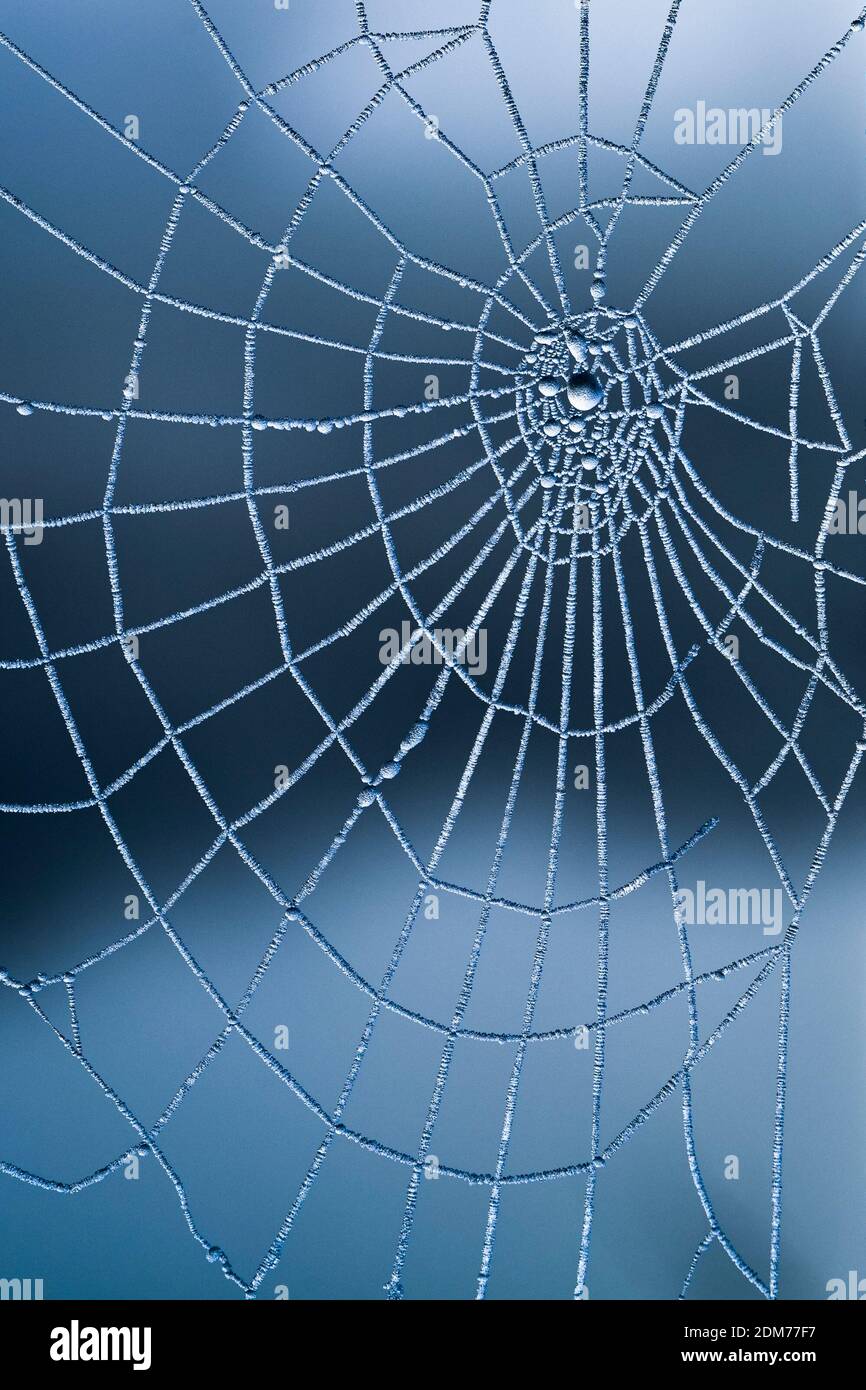Frozen spider web Stock Photo - Alamy