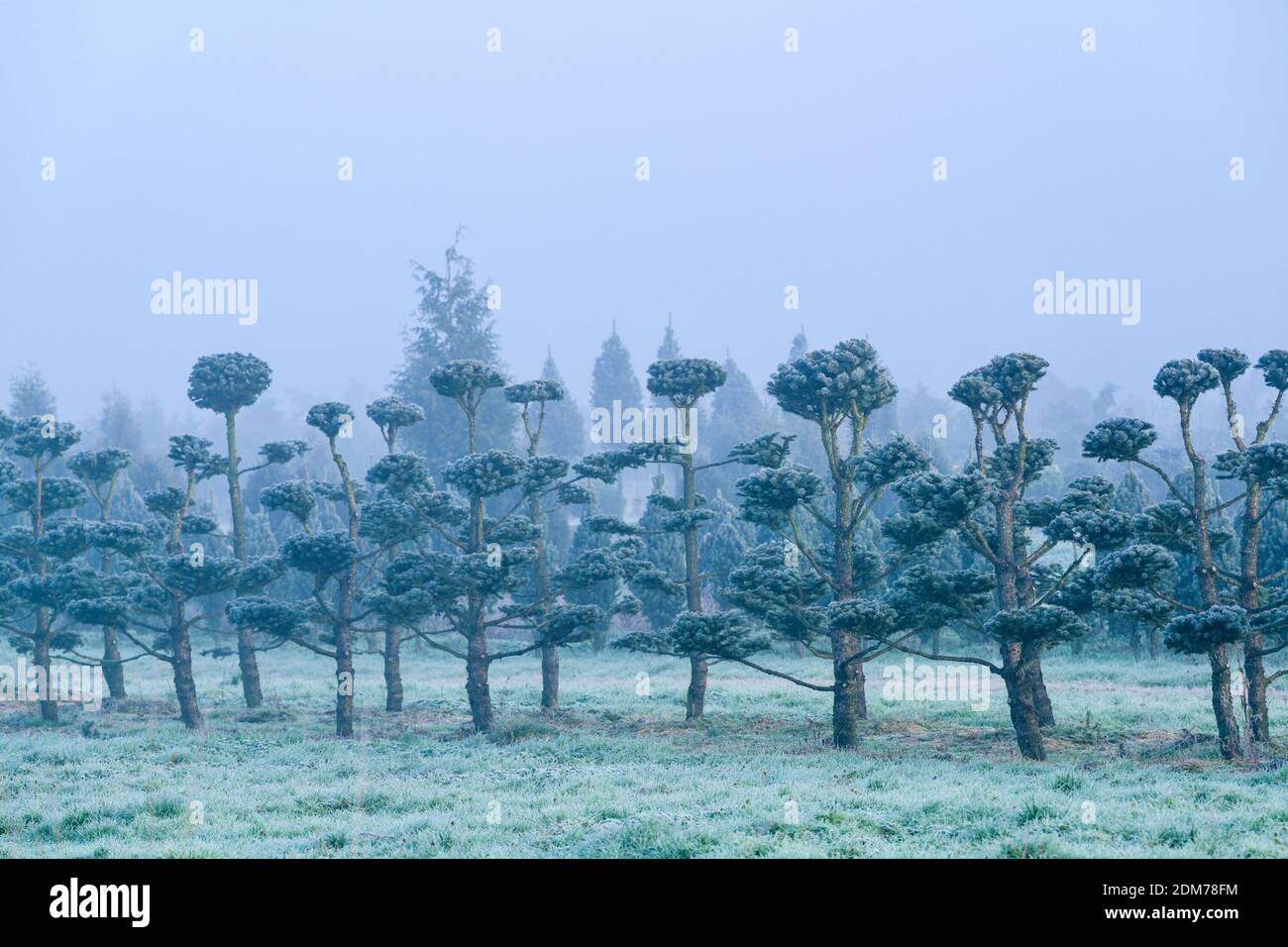 Frosty, pruned, evergreen trees, Tree Farm, Pitt Meadows, British ...