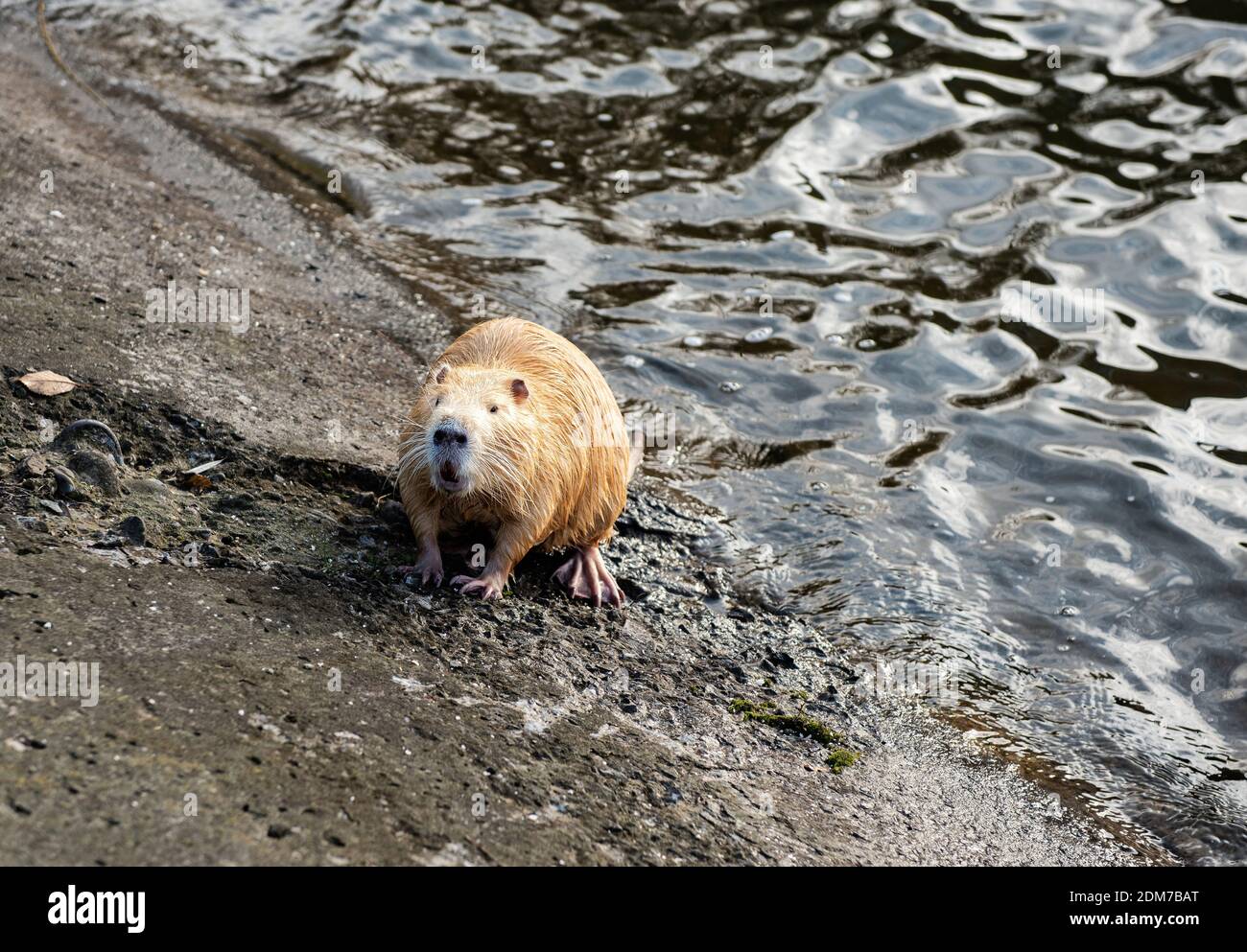 Muskrat (Ondatra zibethicus) on the lake Stock Photo - Alamy