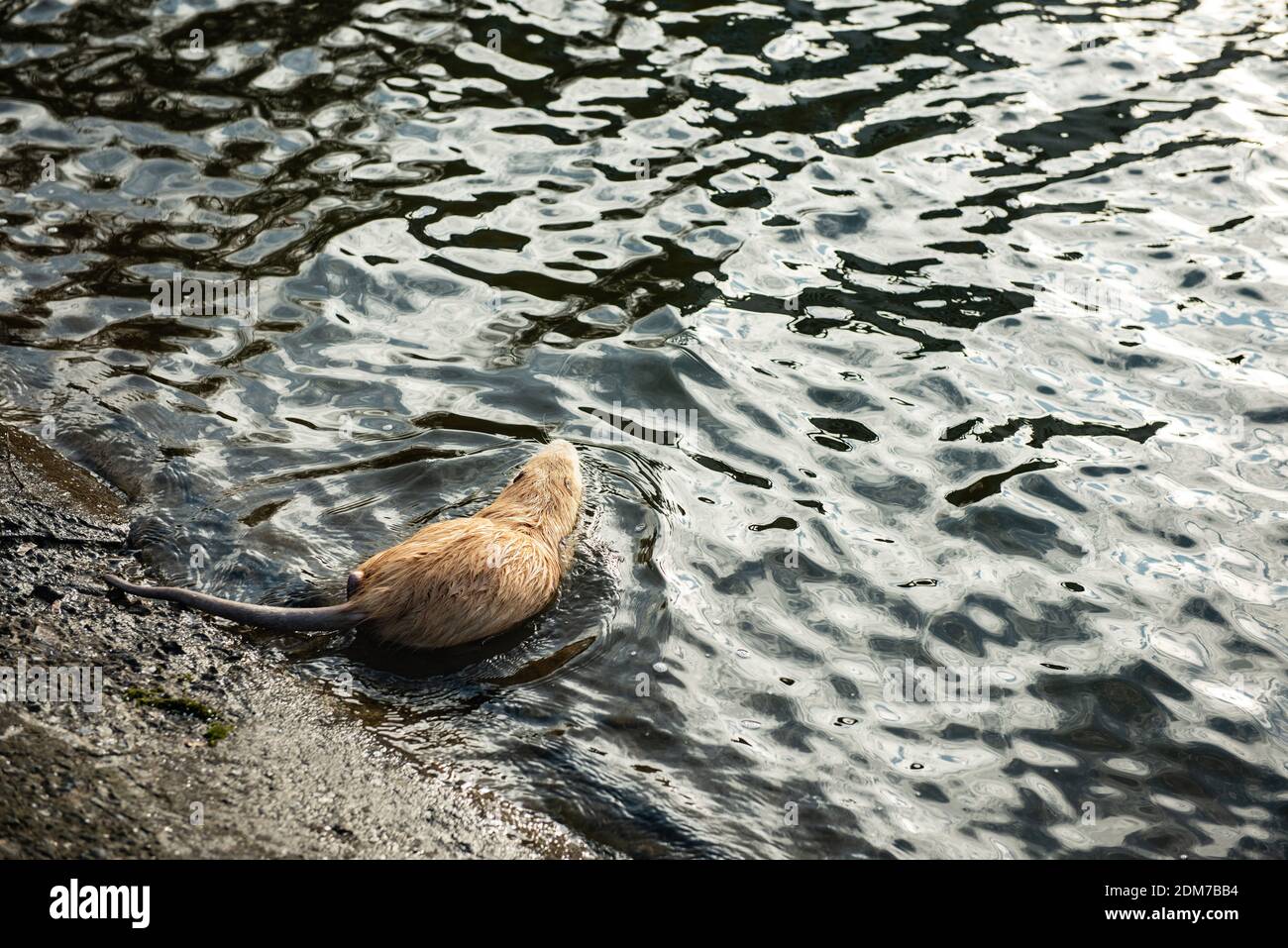 Muskrat (Ondatra zibethicus) on the lake Stock Photo - Alamy