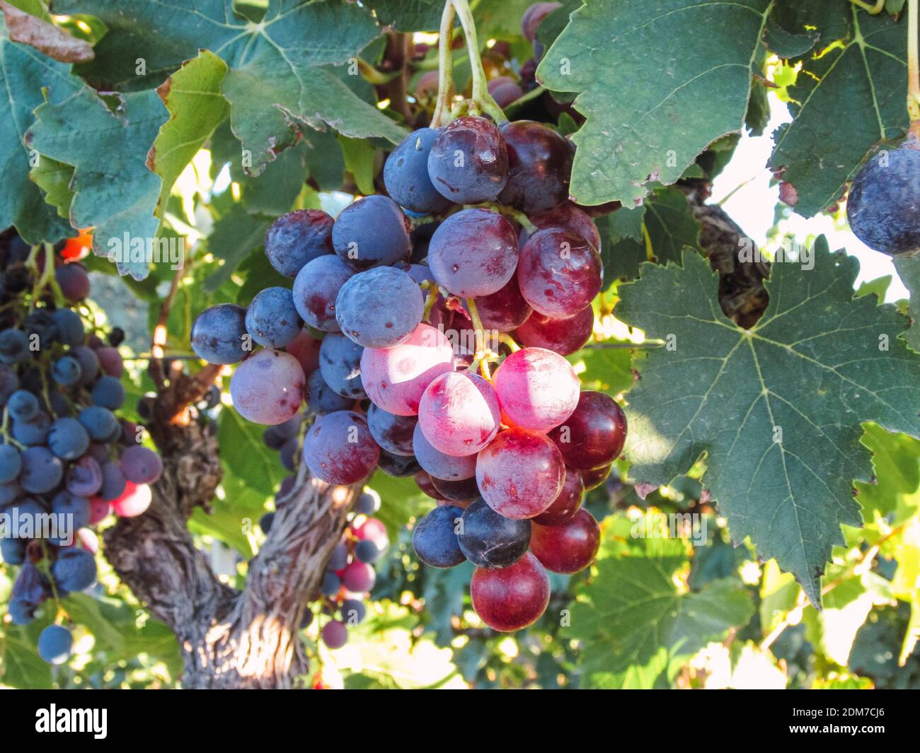 Clusters of dark grapes hi-res stock photography and images - Alamy