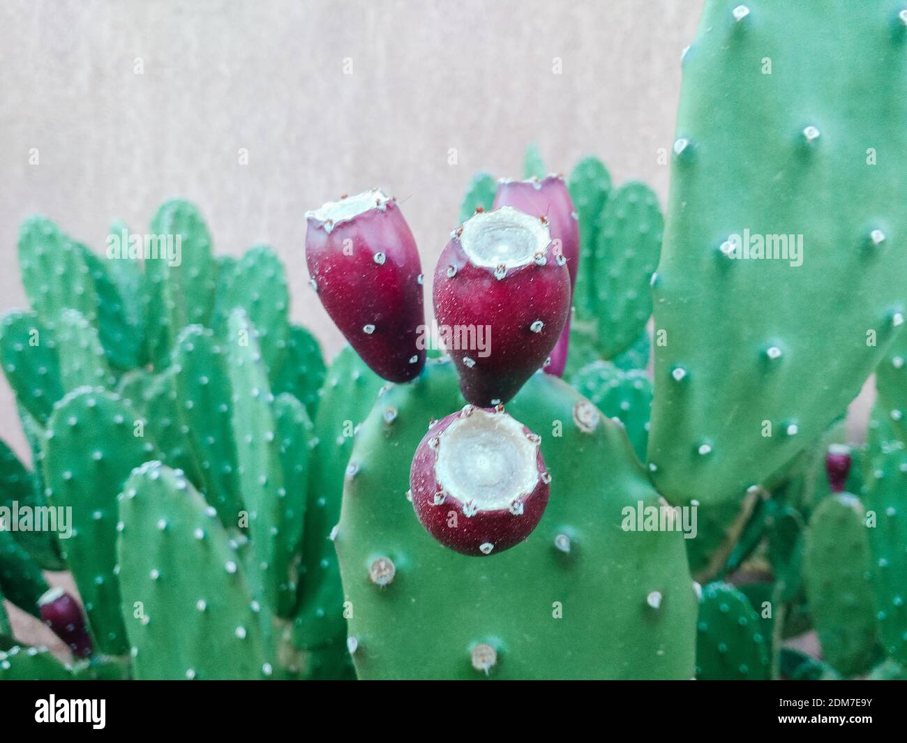 A closeup of a prickly pear cactus with fruits Stock Photo - Alamy