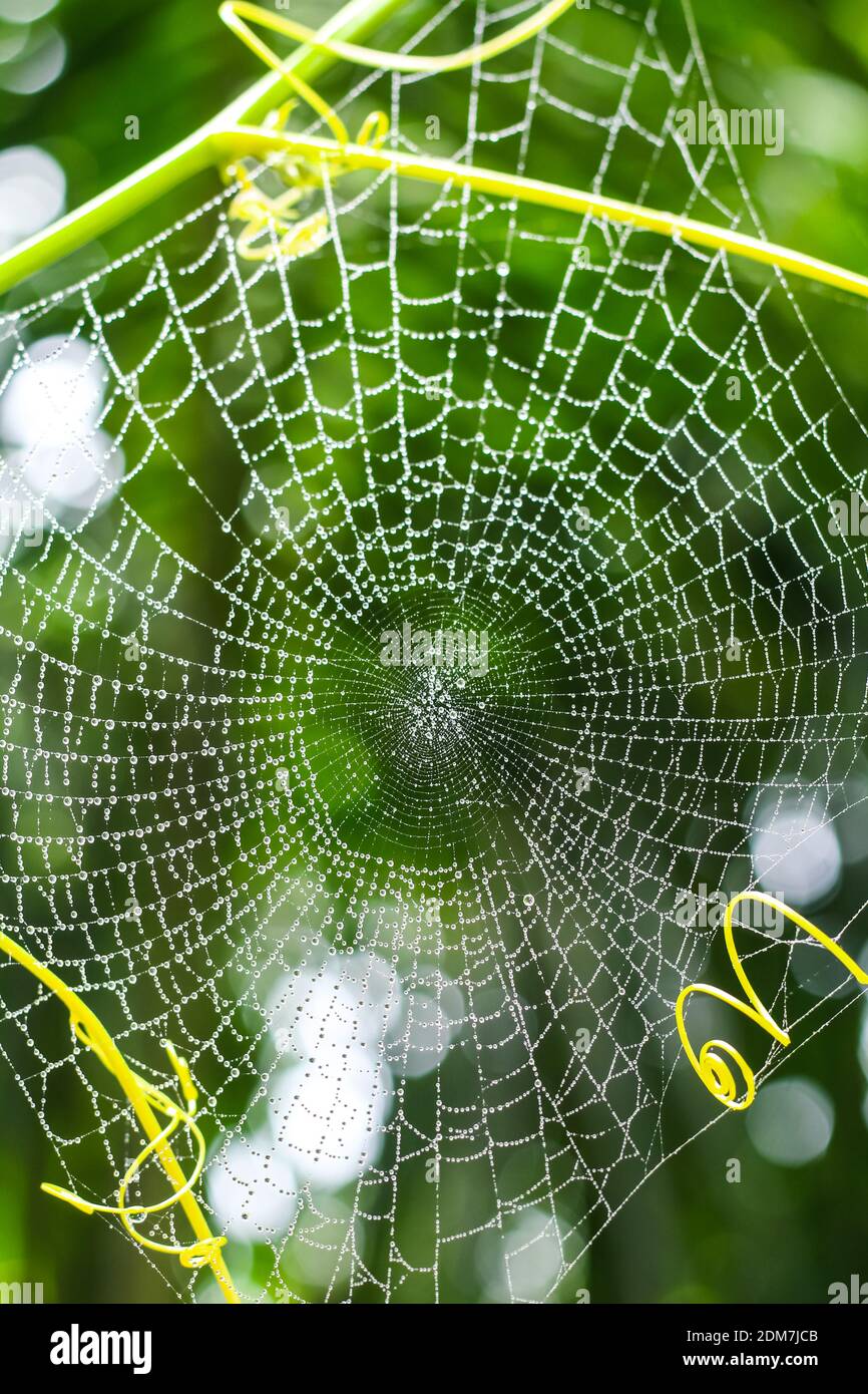 Dew drops on spider web (cobweb) closeup with green background for ...