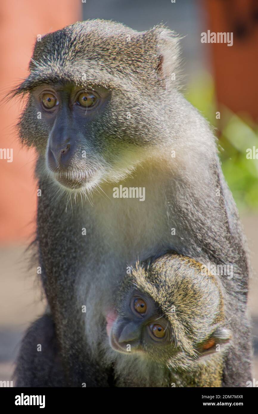 Clung hi-res stock photography and images - Alamy
