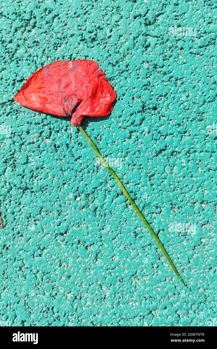 Dead poppy head hi-res stock photography and images - Alamy