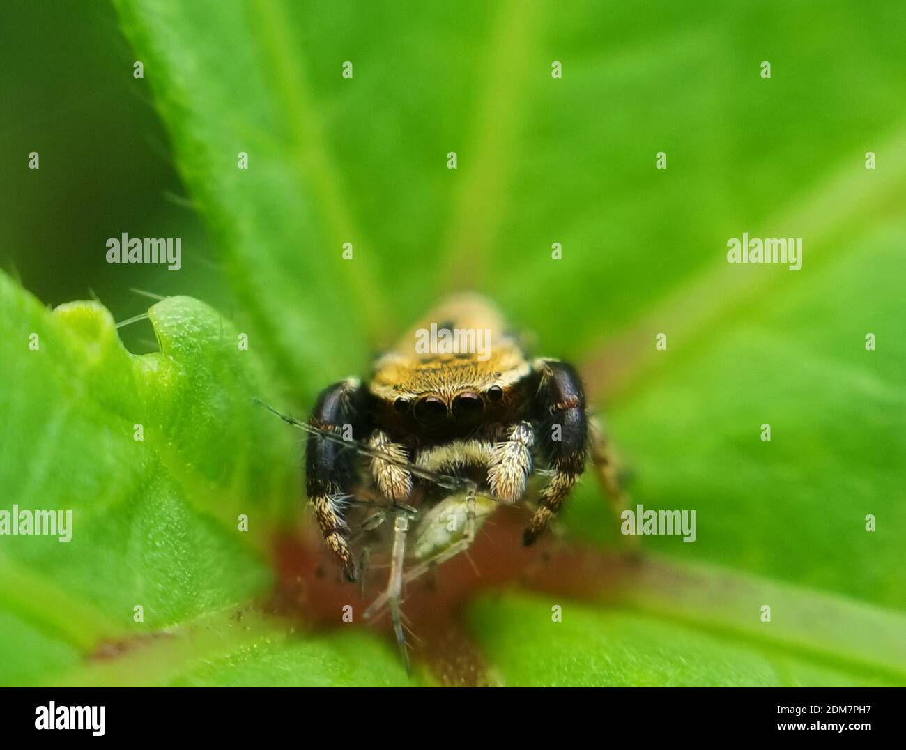 Spider sitting on the leaf with green background. Spider closeup with ...