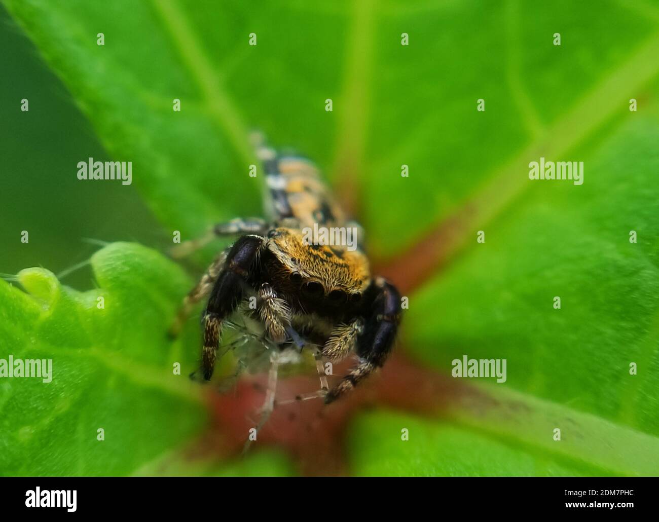 Spider sitting on the leaf with green background. Spider closeup with ...