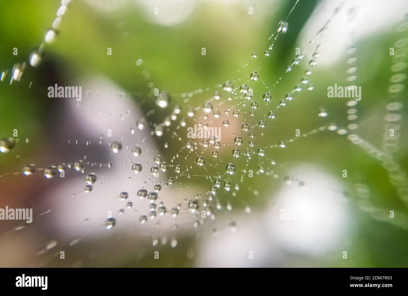 Dew drops on spider web (cobweb) closeup with green background for wallpaper Stock Photo - Alamy
