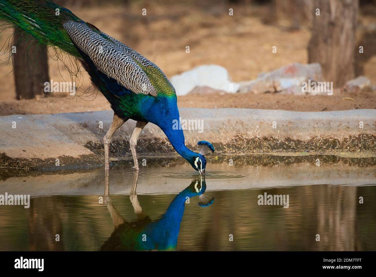 Peacock bird drinking water hi-res stock photography and images - Alamy