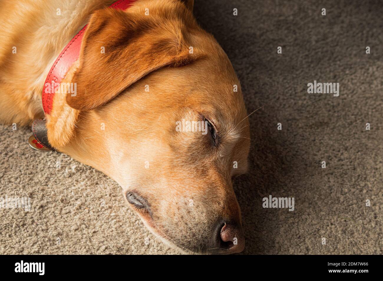 Sleeping pet hi-res stock photography and images - Alamy
