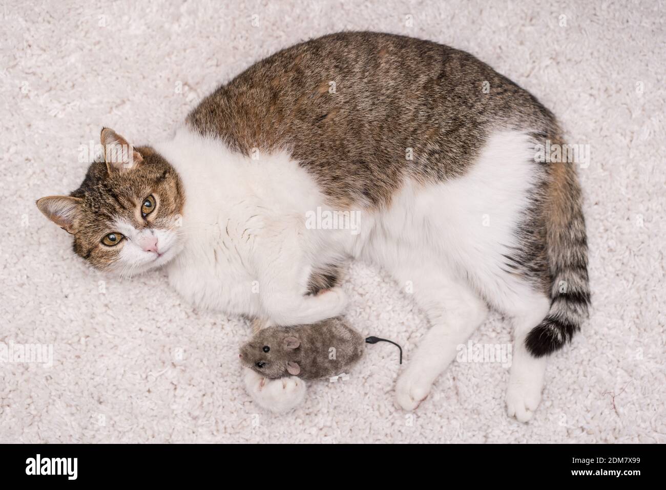 Breed Mice High Resolution Stock Photography and Images - Alamy
