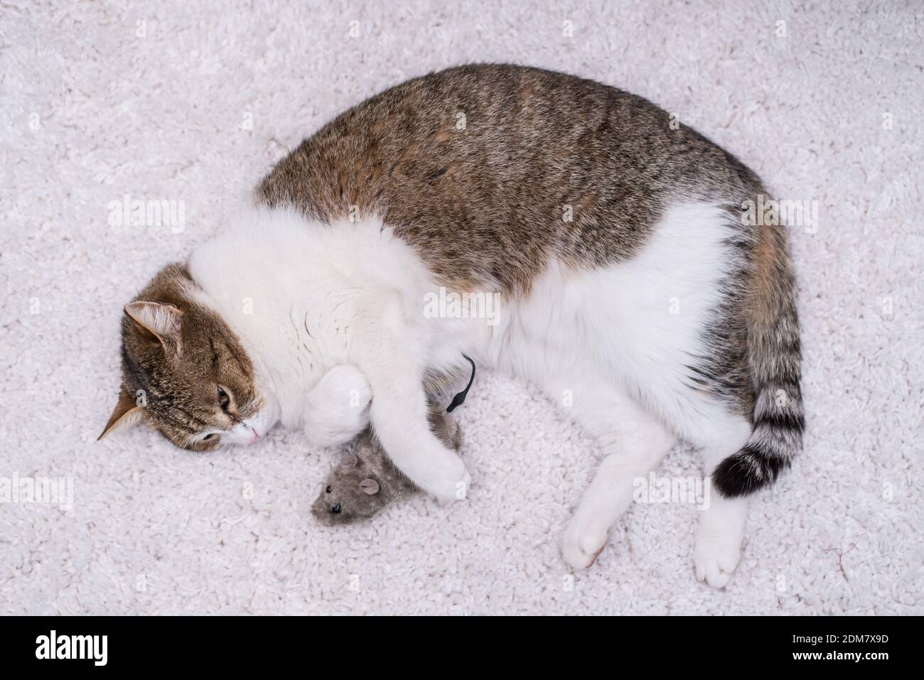 lazy cat sleeping with mouse Stock Photo - Alamy