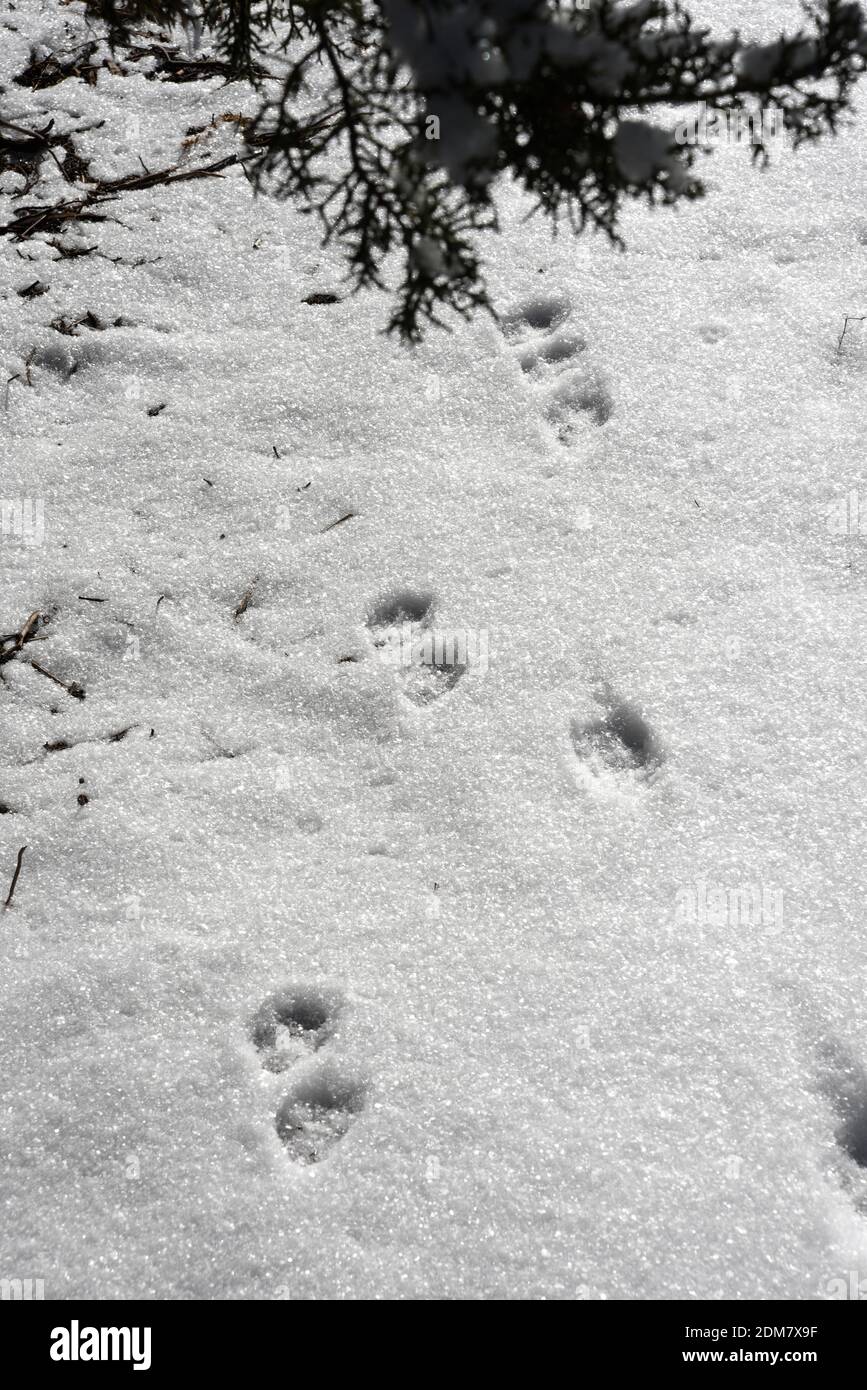 Wild animal tracks hi-res stock photography and images - Alamy