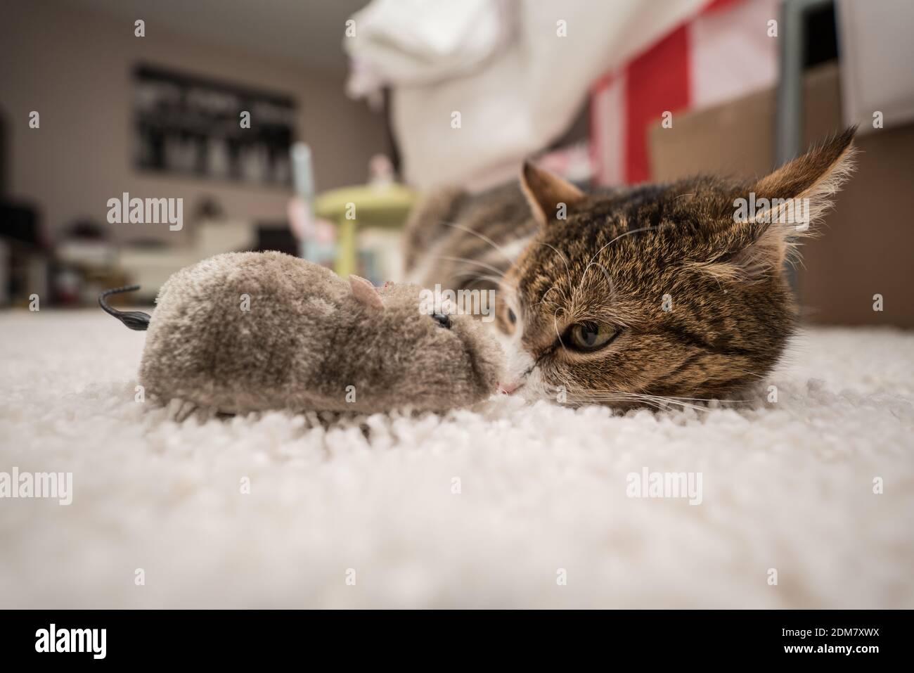 lazy cat sleeping with mouse Stock Photo - Alamy