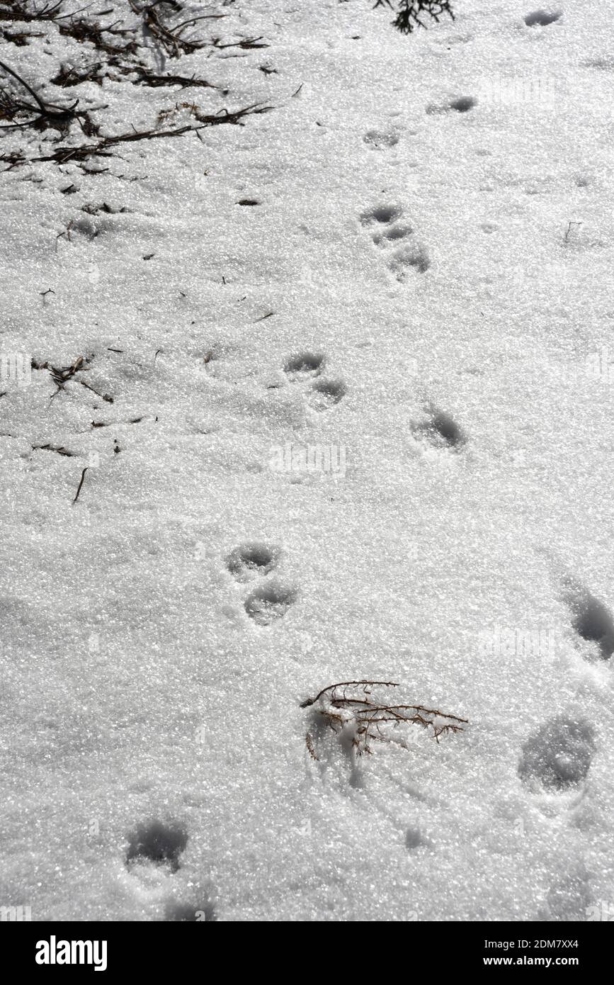 Wild animal tracks in the snow in the American Southwest Stock Photo ...