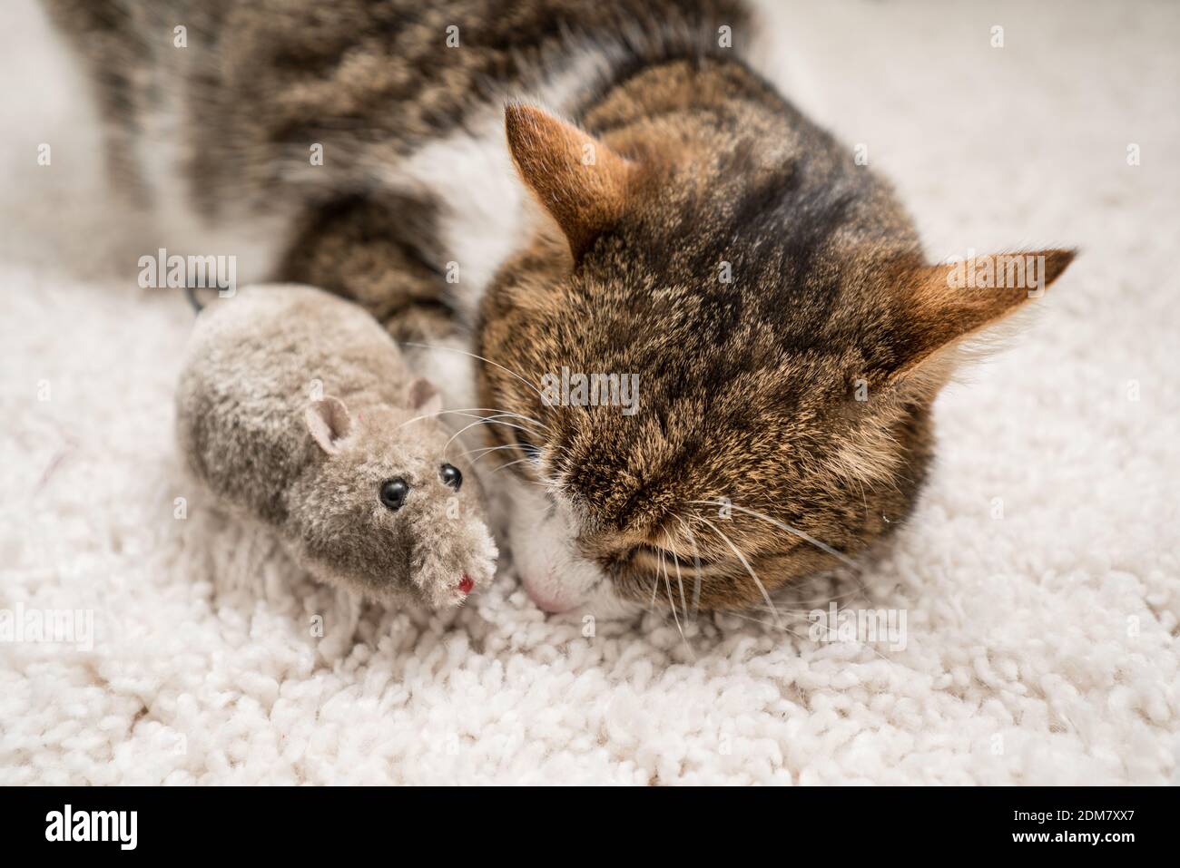 lazy cat sleeping with mouse Stock Photo - Alamy
