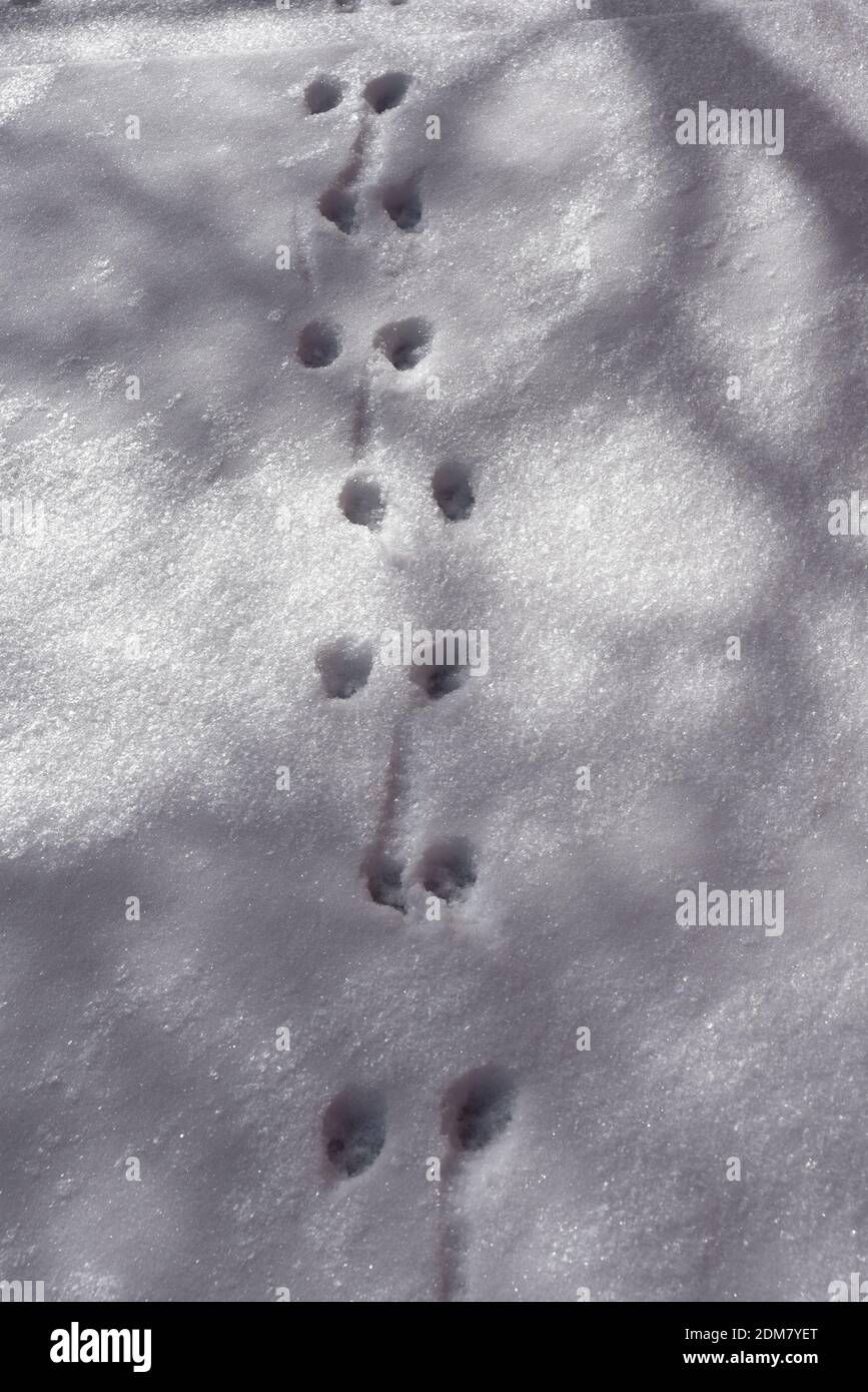 Wild animal tracks in the snow in the American Southwest Stock Photo ...