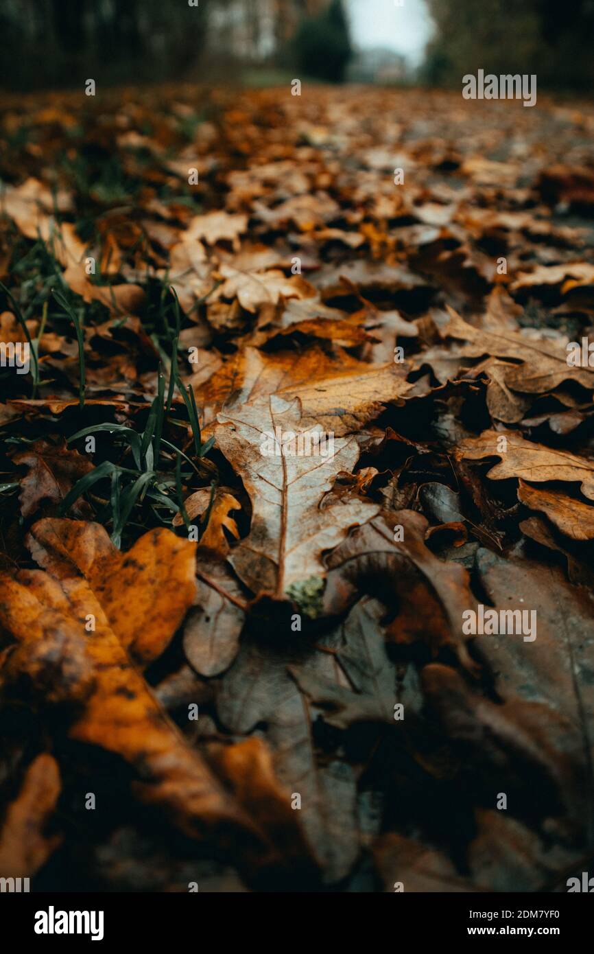 Autumn leaves 1 Stock Photo - Alamy