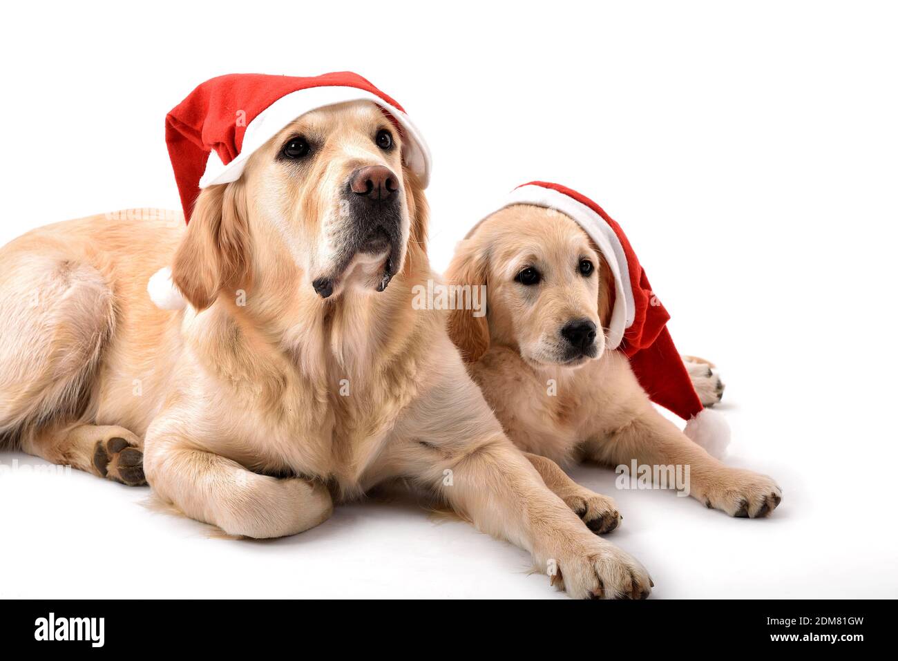 Labrador Retrievers Wearing Santa Hats Over White Background Stock ...