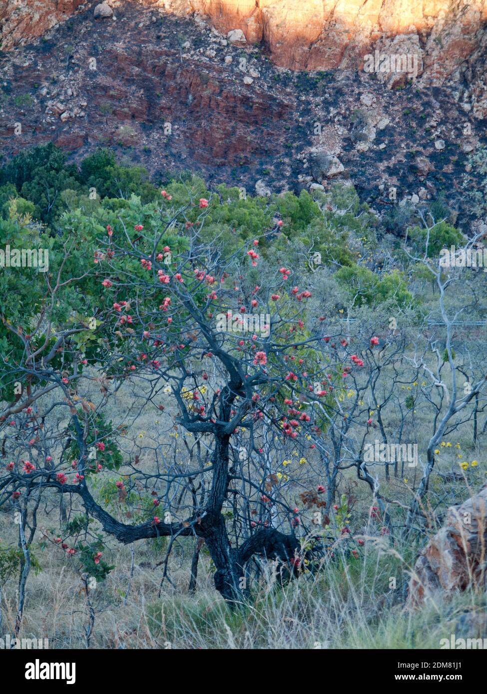 Kimberley Rose (Brachychiton viscidulus) in front of a sandstone cliff ...