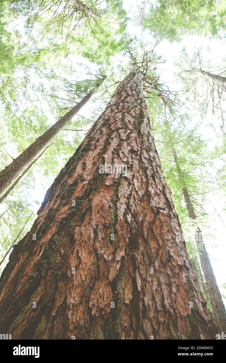 A vertical low angle shot of a tall tree trunk Stock Photo - Alamy