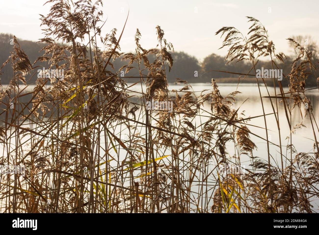 Surrounding pond hi-res stock photography and images - Alamy